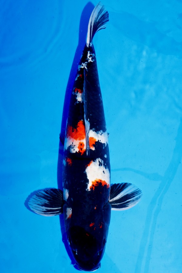 Koi-Auktion: Koi "BLACK STAR" SHOWA +64CMWEIBLICH