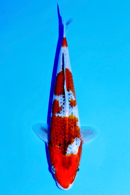 Koi-Auktion: Koi "MONSTER" GOSHIKI