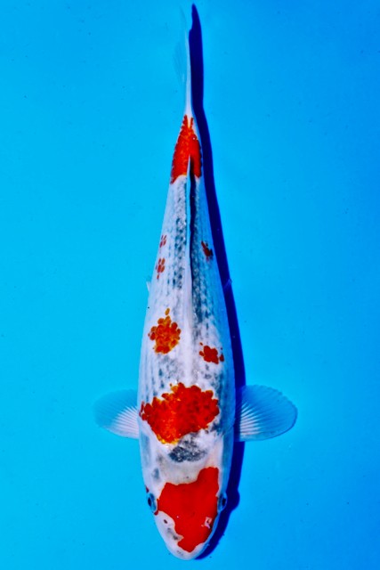 Koi-Auktion: Koi "MONSTER" GOSHIKI TATEGOI