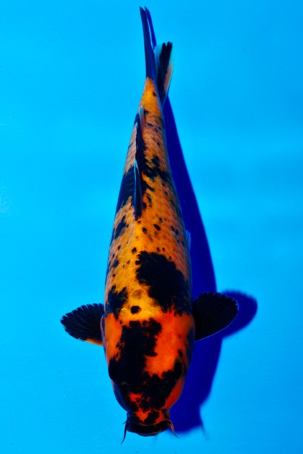 Koi-Auktion: Koi "MONSTER" HI-UTSURI TOP