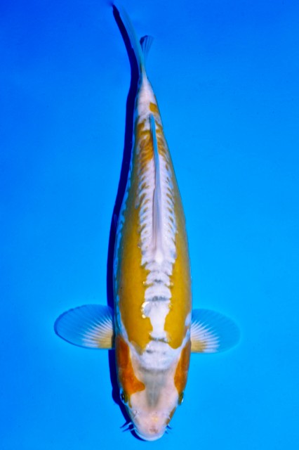 Koi-Auktion: Koi "MONSTER" KI SHUSUI TATEGOI