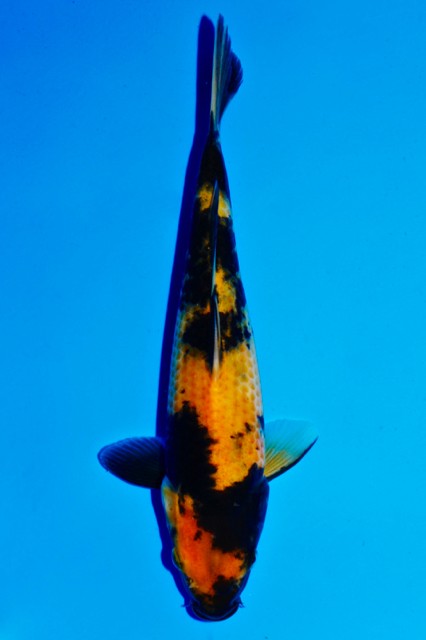 Koi-Auktion: Koi "MONSTER" KI-UTSURI