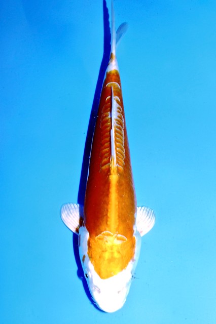 Koi-Auktion: Koi "MONSTER" KIKUSUI JUMBO TOSAI