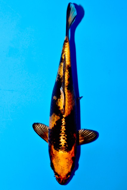 Koi-Auktion: Koi "MONSTER" KIN KI-UTSURI TOP