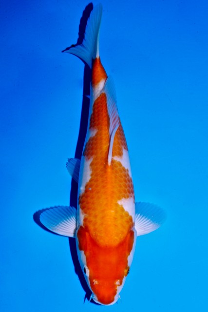 Koi-Auktion: Koi "MONSTER" KOHAKU TATEGOI