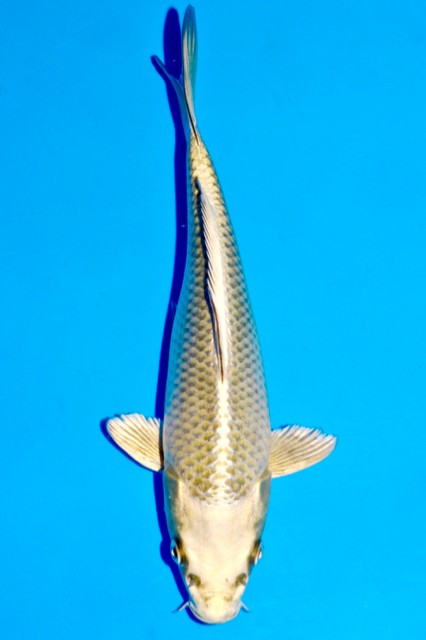 Koi-Auktion: Koi "MONSTER" MUKASHI OGON