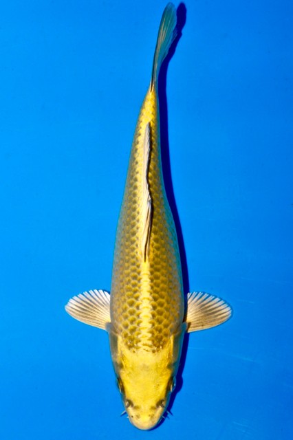 Koi-Auktion: Koi "MONSTER" MUKASHI OGON TATEGOI