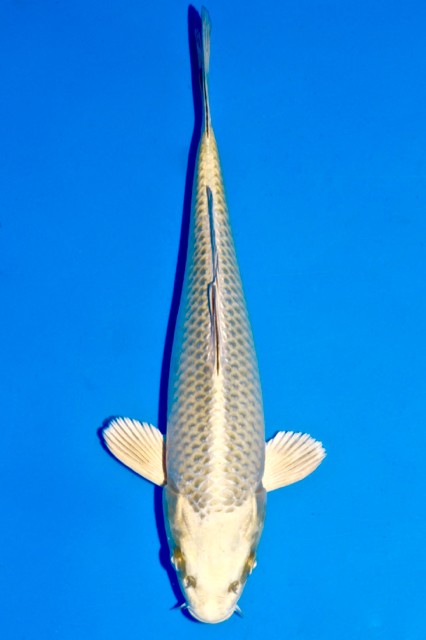 Koi-Auktion: Koi "MONSTER" MUKASHI OGON TOP