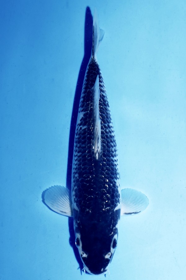 Koi-Auktion: Koi "PANDA EYES" GINRIN MATSUBAWABAKE