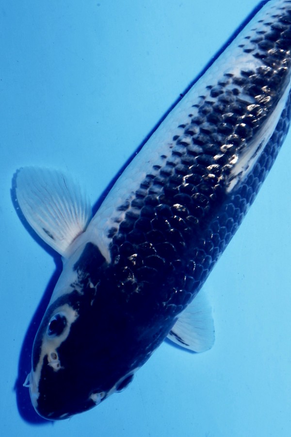 Koi-Auktion: Koi "PANDA EYES" GINRIN MATSUBAWABAKE