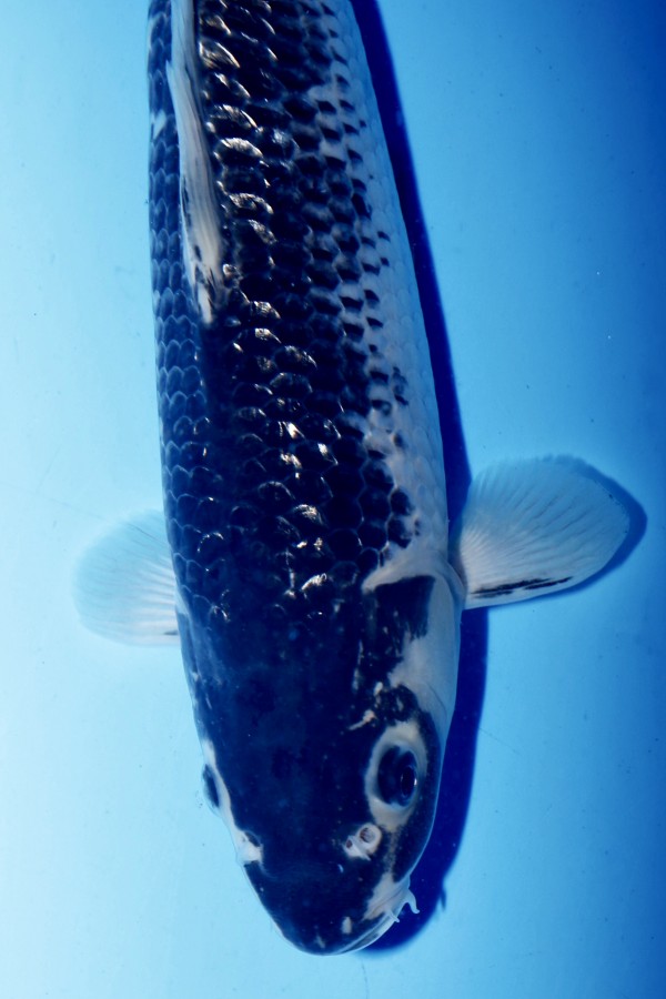 Koi-Auktion: Koi "PANDA EYES" GINRIN MATSUBAWABAKE