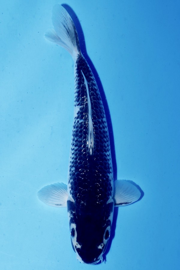 Koi-Auktion: Koi "PANDA EYES" GINRIN MATSUBAWABAKE