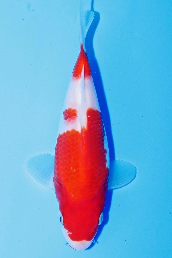 Koi-Auktion: Koi "SHORT BODY LUCKY KOI" KOHAKU TOSAI