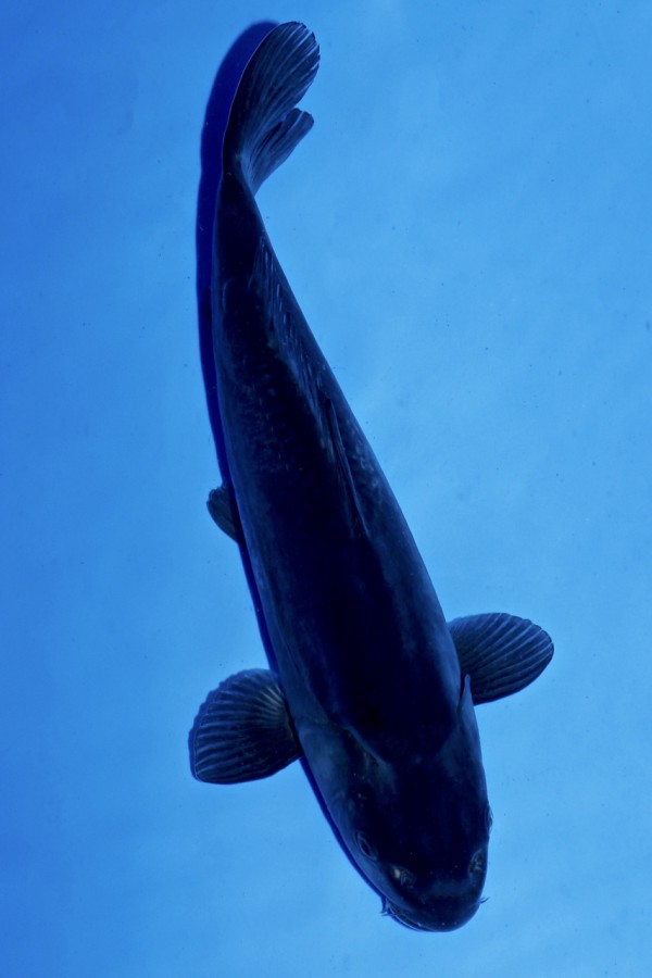 Koi-Auktion: Koi "SPECIAL" DOITSU KAWARIMONO