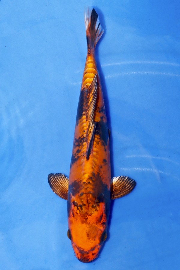 Koi-Auktion: Koi "SPECIAL" DOITSU KIN KI-UTSURI