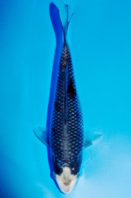 Koi-Auktion: Koi "UNIQUE KOI"