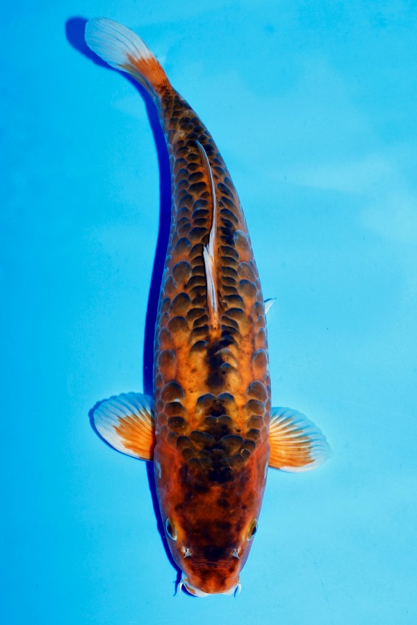 Koi-Auktion: Koi "UNIQUE" MATSUBA KARASHI