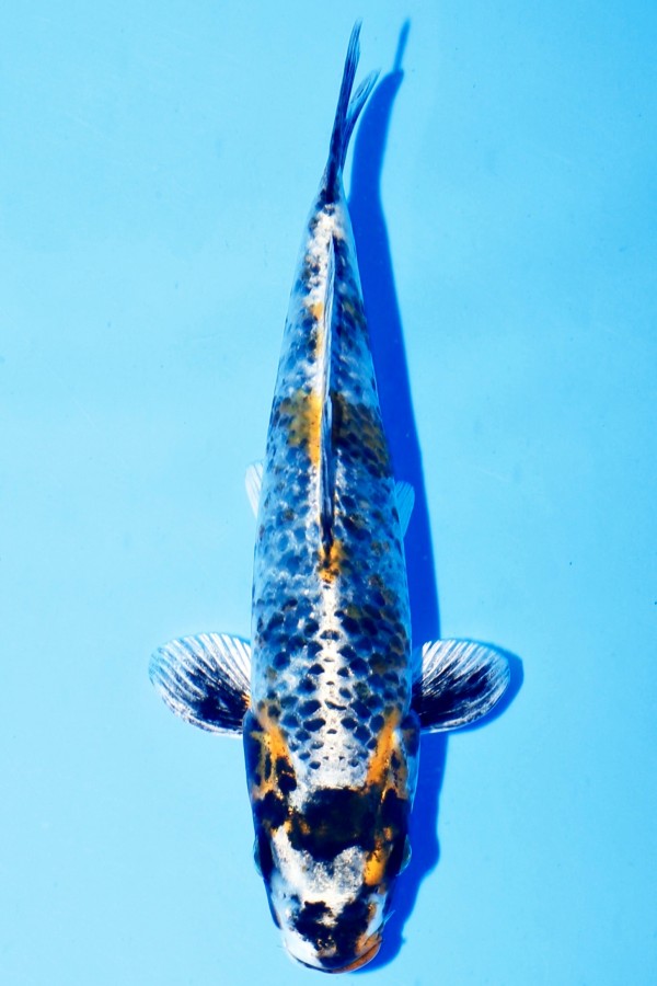 Koi-Auktion: Koi BENI GINGA TOSAI