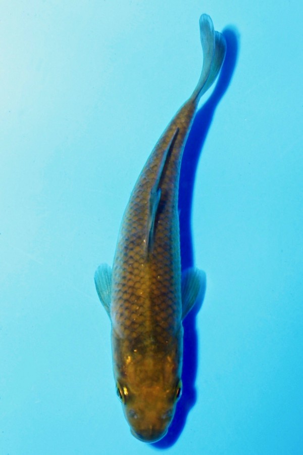 Koi-Auktion: Koi CHA CHAGOI GRÜN