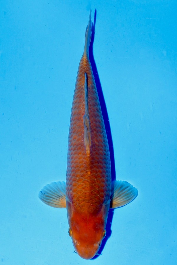 Koi-Auktion: Koi CHA-UTSURI ROT +32cm