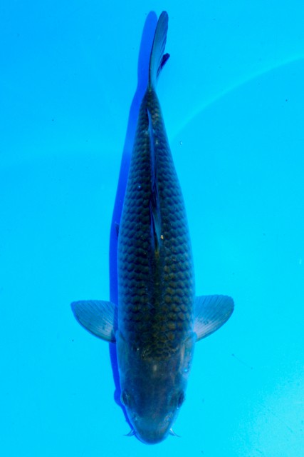 Koi-Auktion: Koi CHAGOI DARK GREEN