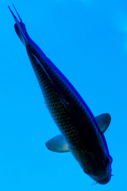 Koi-Auktion: Koi CHAGOI DARK GREEN