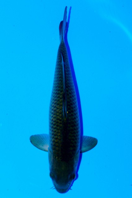 Koi-Auktion: Koi CHAGOI DARK GREEN