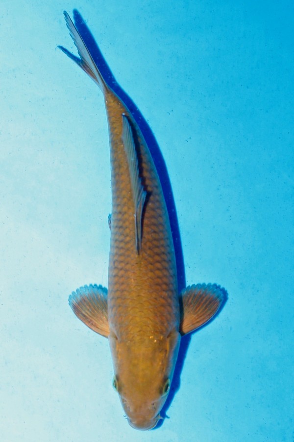 Koi-Auktion: Koi CHAGOI GRÜN +22CM