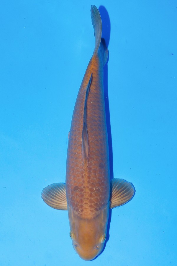 Koi-Auktion: Koi CREAM CHAGOI +45CM