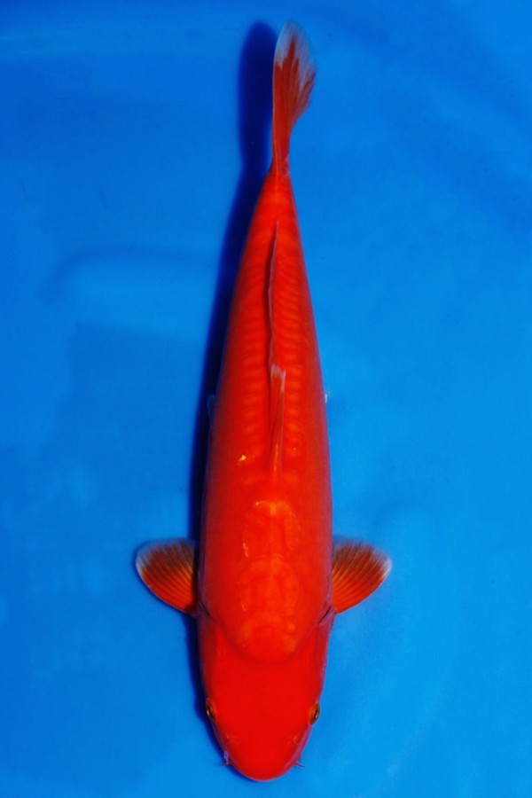 Koi-Auktion: Koi DOITSU BENIGOI