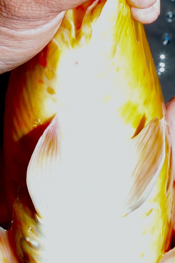 Koi-Auktion: Koi DOITSU BENIGOI W. WEIBLICH +41CM