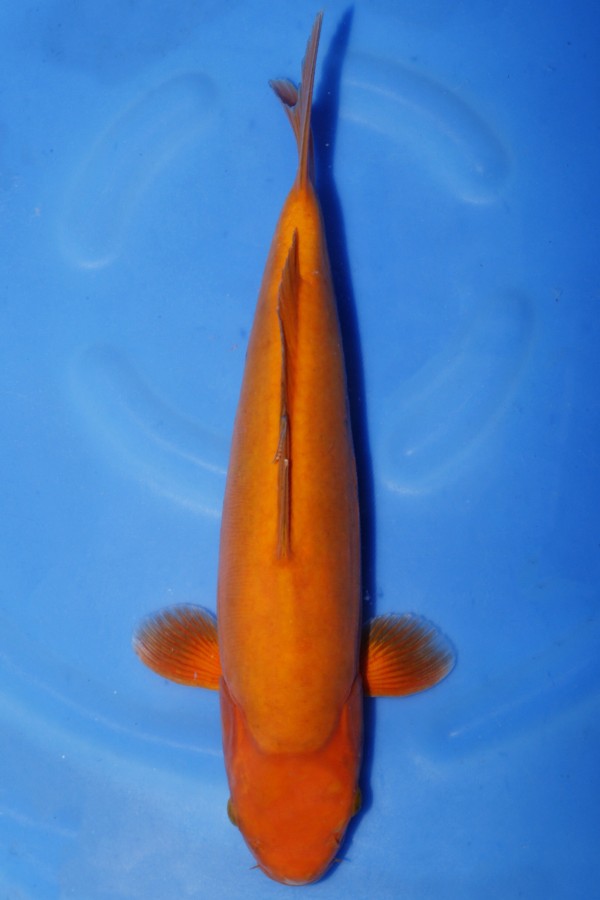 Koi-Auktion: Koi DOITSU CHAGOI