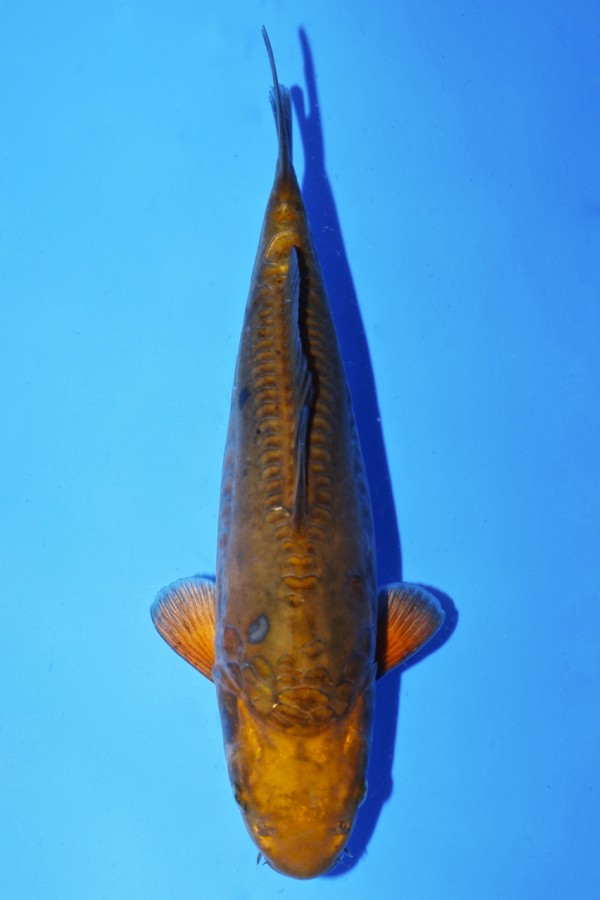 Koi-Auktion: Koi DOITSU CHAGOI