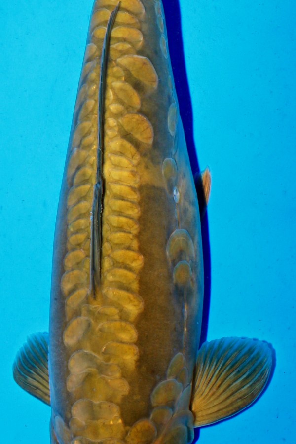 Koi-Auktion: Koi DOITSU CHAGOI +43CM WEIBLICH