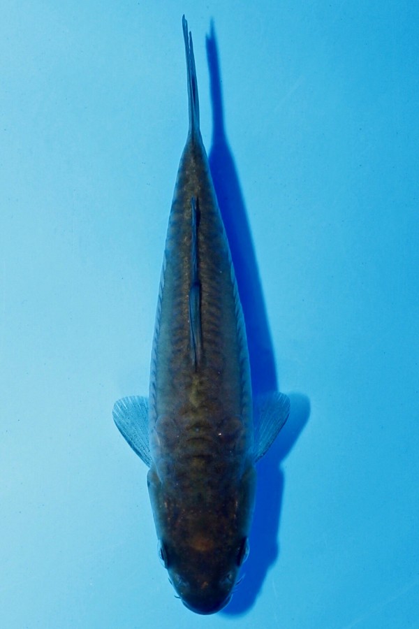 Koi-Auktion: Koi DOITSU CHAGOI