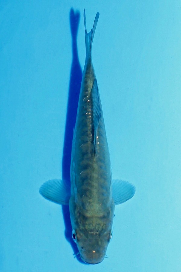 Koi-Auktion: Koi DOITSU CHAGOI GRÜN