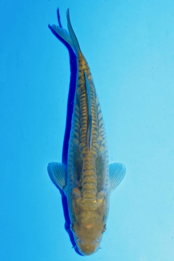 Koi-Auktion: Koi DOITSU CHAGOI GRÜN