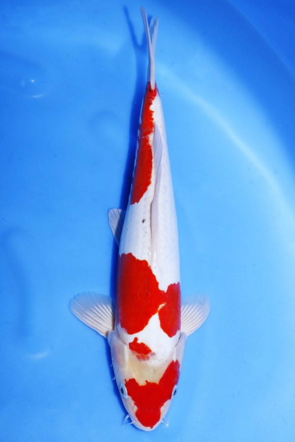 Koi-Auktion: Koi DOITSU GOSHIKI