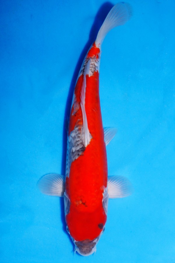 Koi-Auktion: Koi DOITSU GOSHIKI