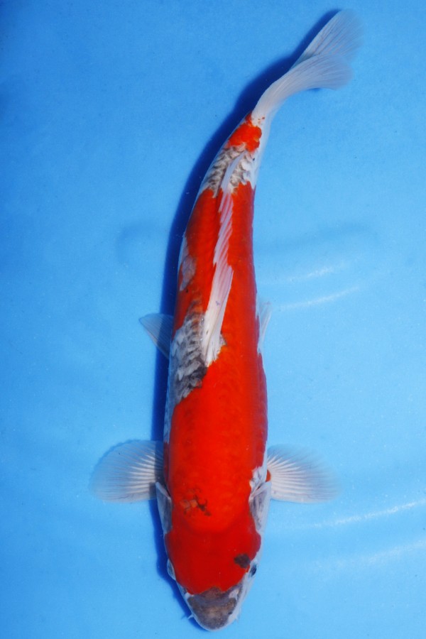 Koi-Auktion: Koi DOITSU GOSHIKI