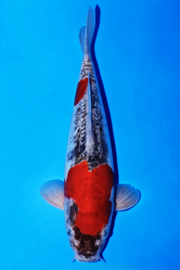 Koi-Auktion: Koi DOITSU GOSHIKI