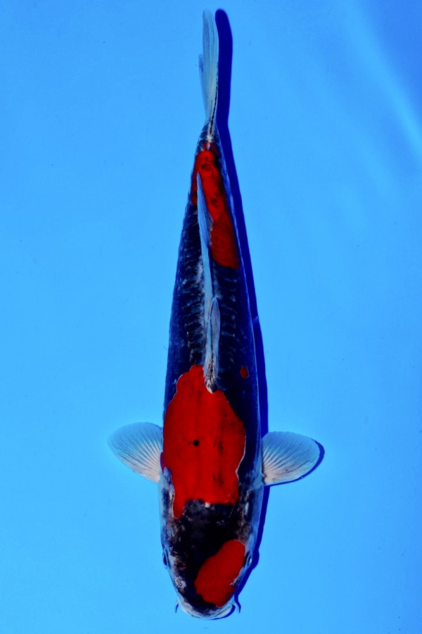Koi-Auktion: Koi DOITSU GOSHIKI