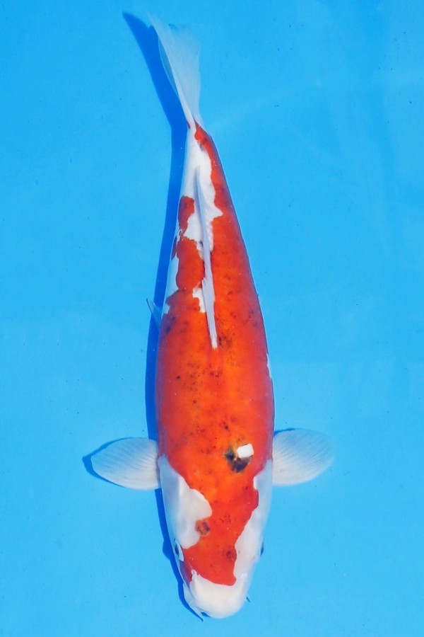 Koi-Auktion: Koi DOITSU GOSHIKI