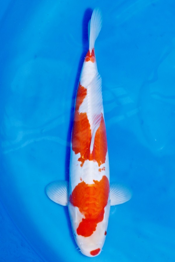 Koi-Auktion: Koi DOITSU GOSHIKI WEIBLICH