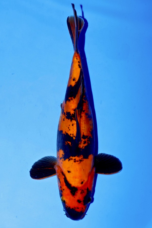 Koi-Auktion: Koi DOITSU HI-UTSURI WEIBLICH +40CM