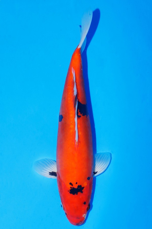 Koi-Auktion: Koi DOITSU HI-UTSURI WEIBLICH