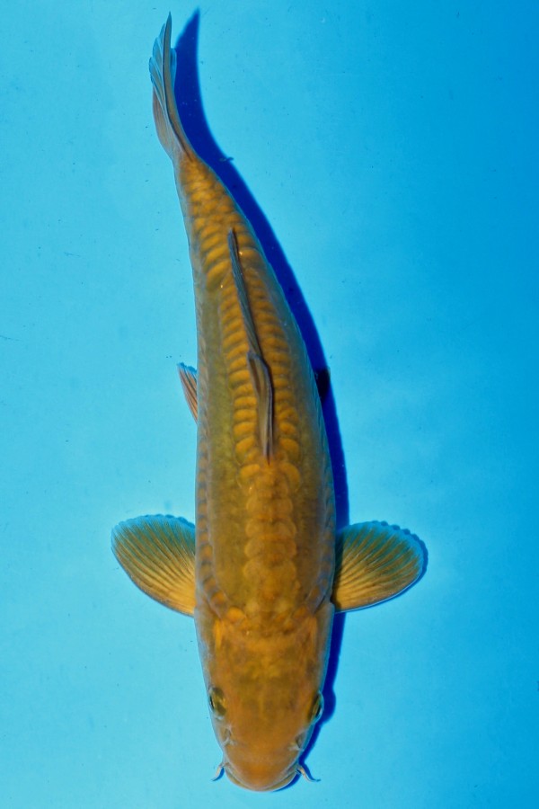 Koi-Auktion: Koi DOITSU KARASHI CHAGOI +26CM