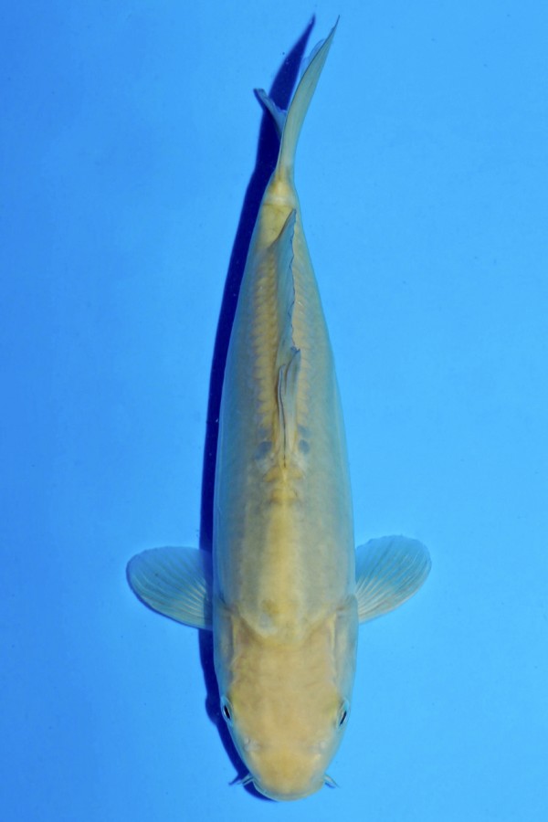 Koi-Auktion: Koi DOITSU KARASHI CHAGOI