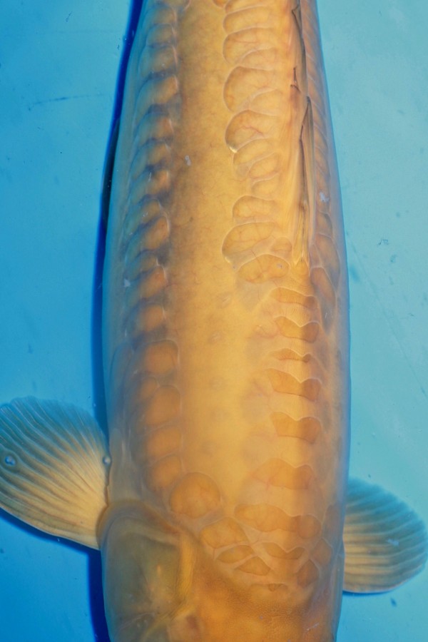 Koi-Auktion: Koi DOITSU KARASHI CHAGOI +44CM