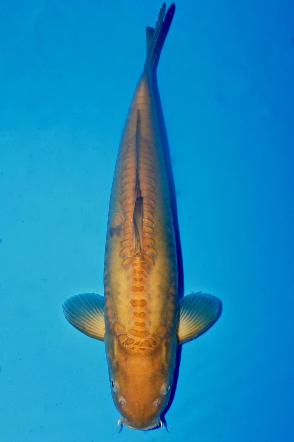 Koi-Auktion: Koi DOITSU KARASHI CHAGOI